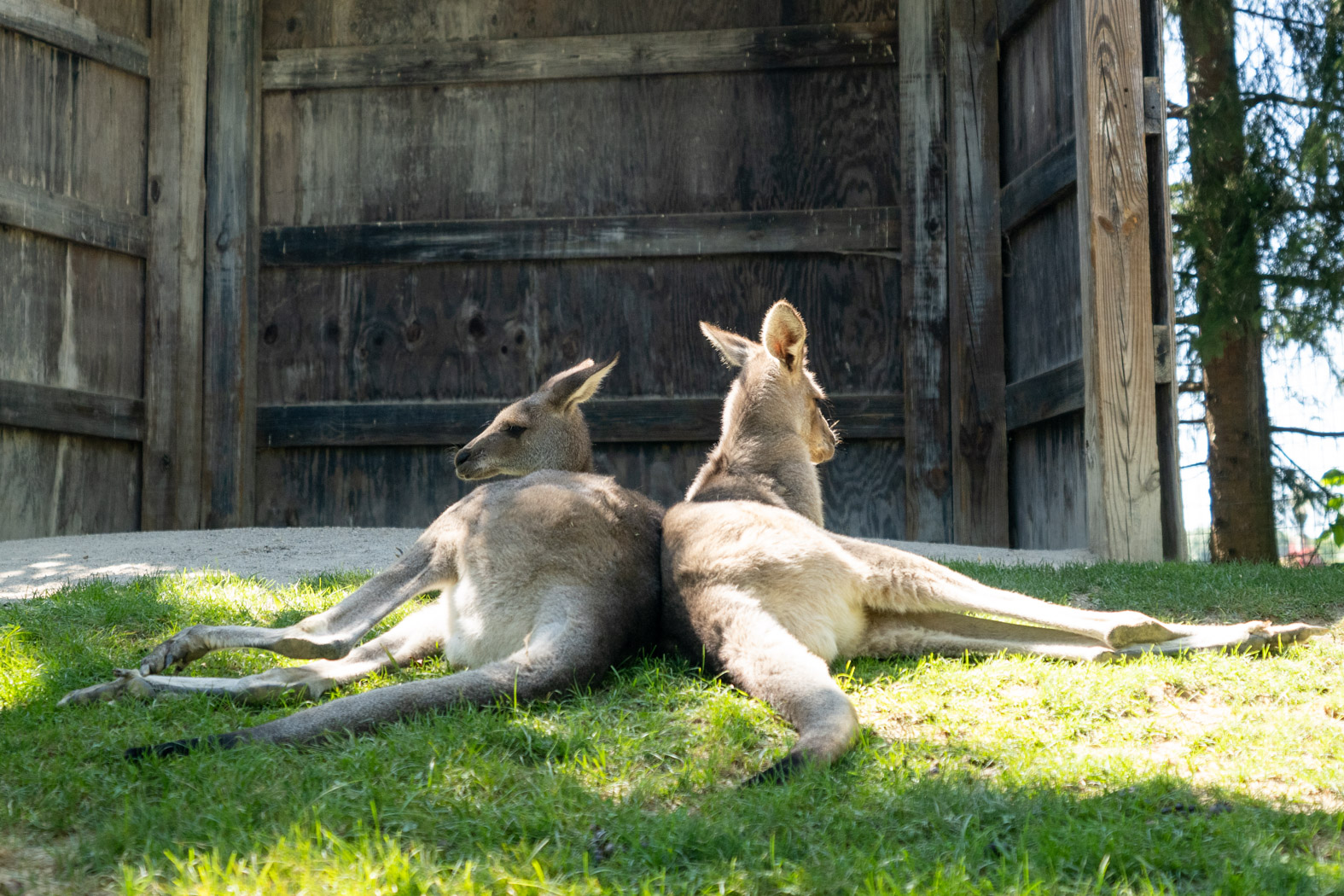 Eastern Grey Kangaroo | Columbus Zoo and Aquarium